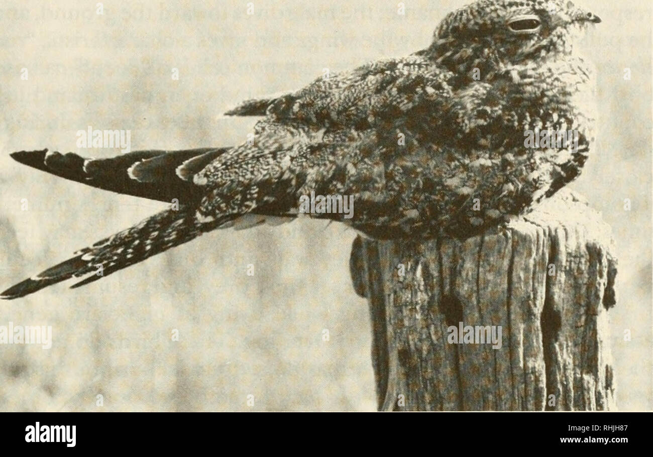 . Birds in Kansas. Birds -- Kansas Identification. An adult Common ...