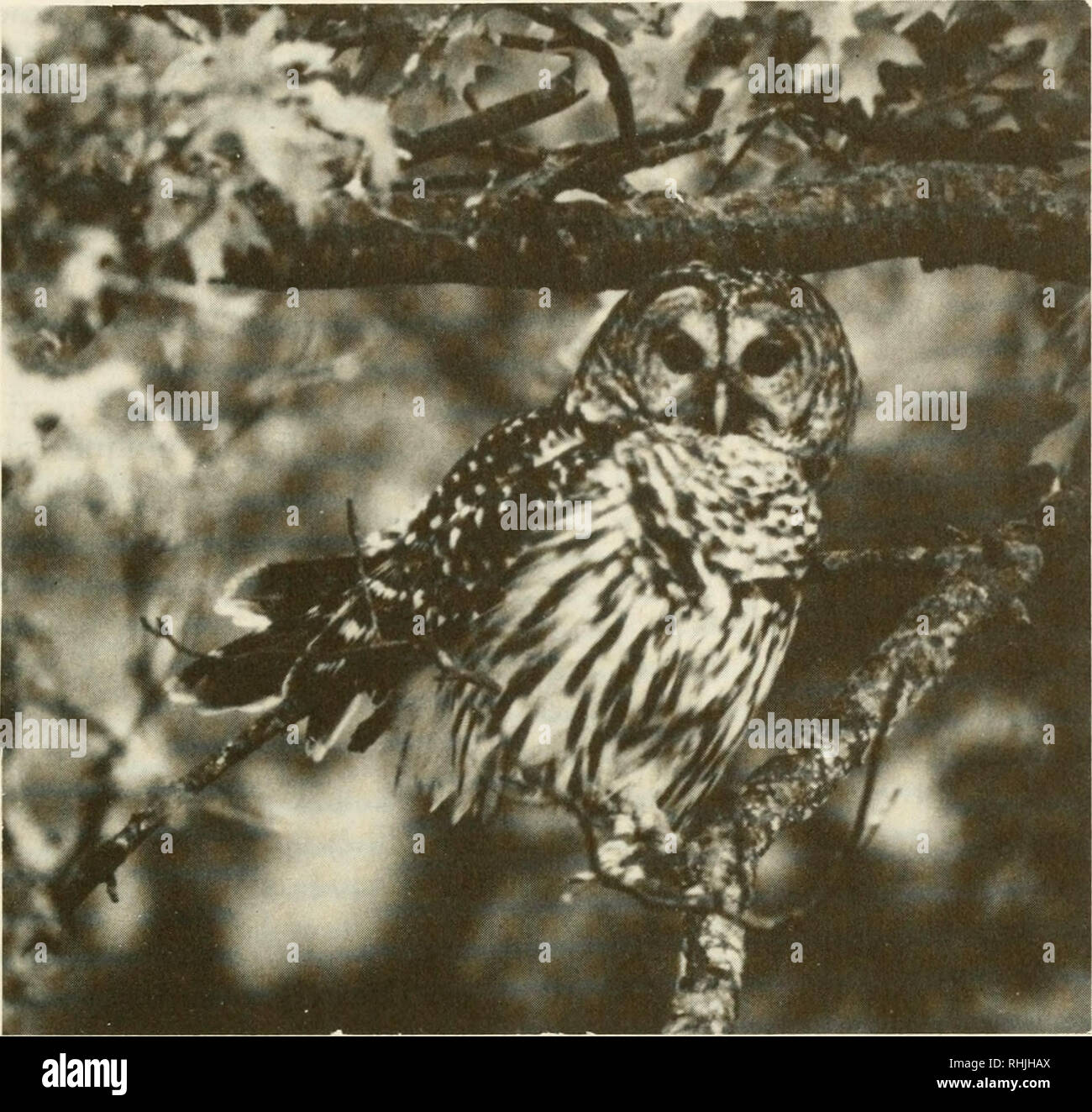 . Birds in Kansas. Birds -- Kansas Identification. OWLS 339. An adult ...