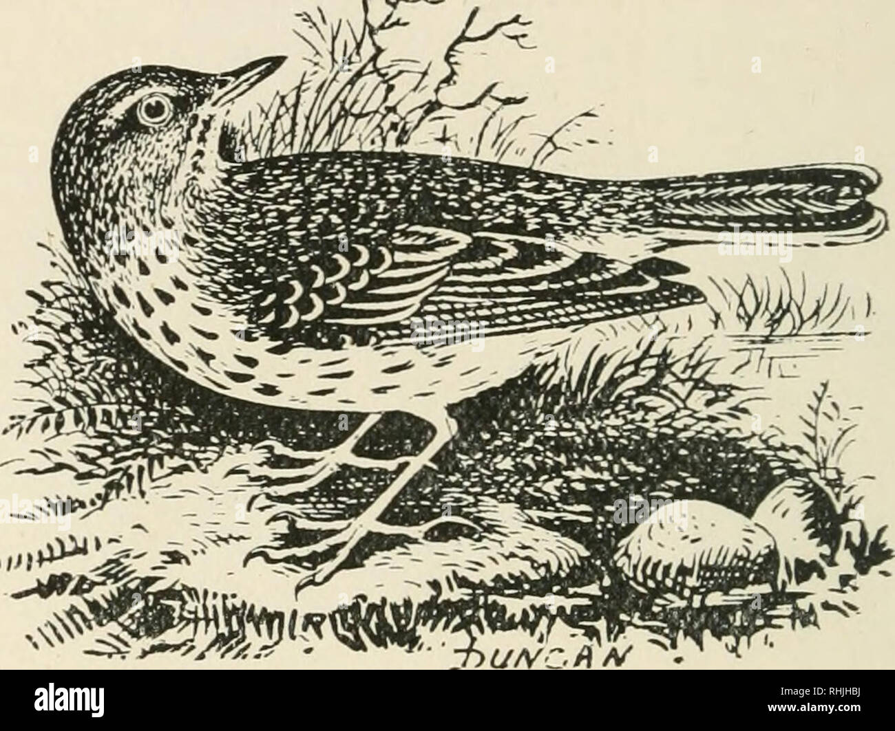 Mantle yellowish green hi-res stock photography and images - Alamy