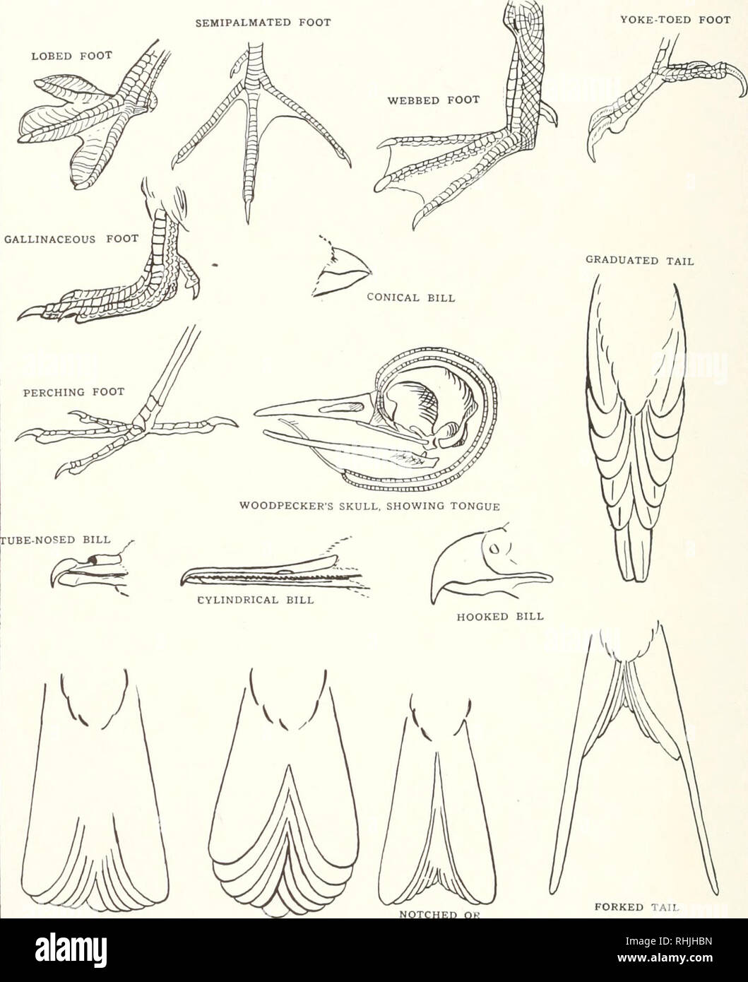 . Birds of America;. Birds -- North America. SEMIPALMATED FOOT YOKE ...