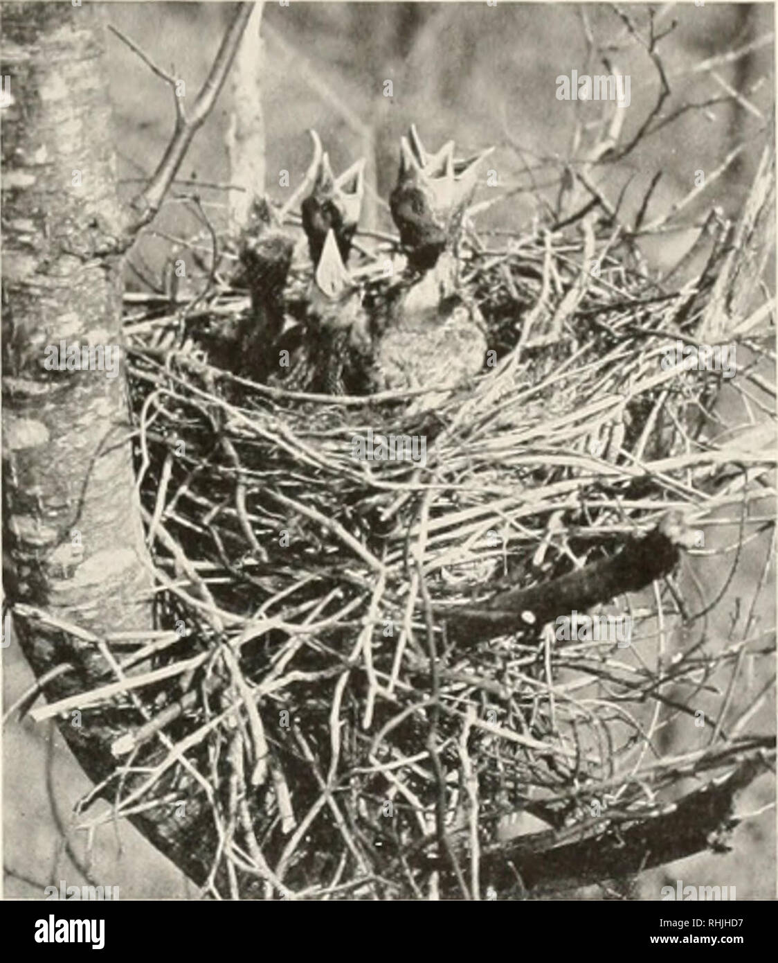 Crow eating insects hi-res stock photography and images - Alamy