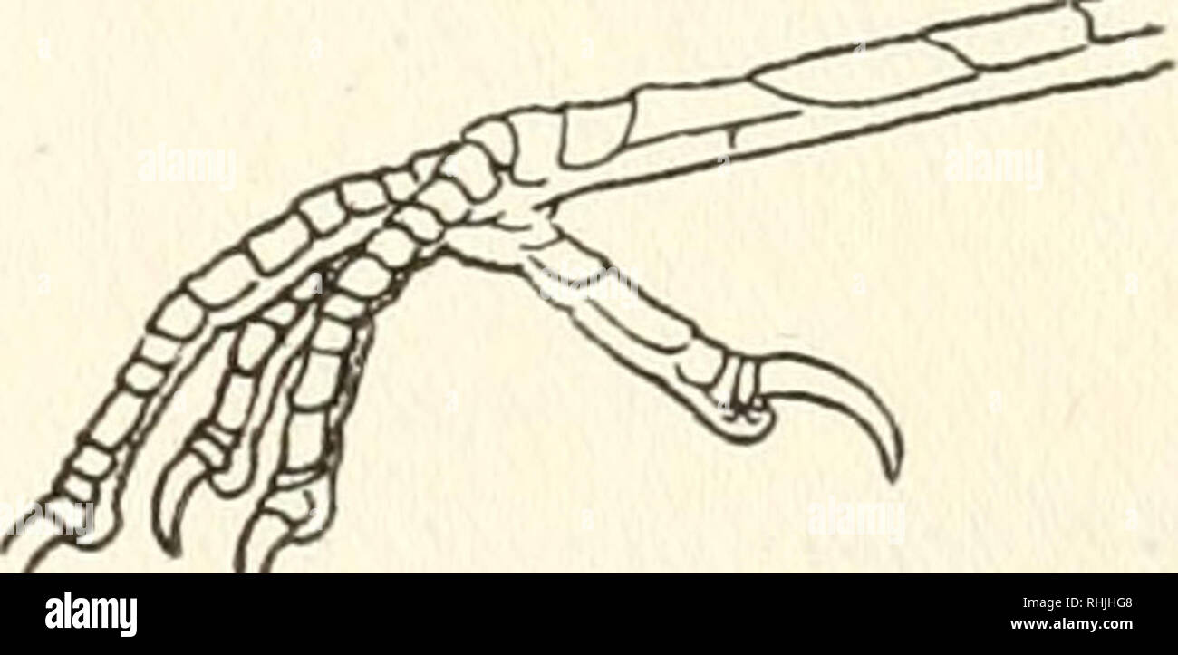 . Birds of eastern Canada. Birds -- Canada. 26 17, Tail feathers ending ...