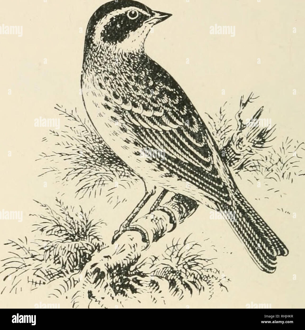 . Birds of the British Isles. Birds -- Great Britain; Birds -- Ireland ...