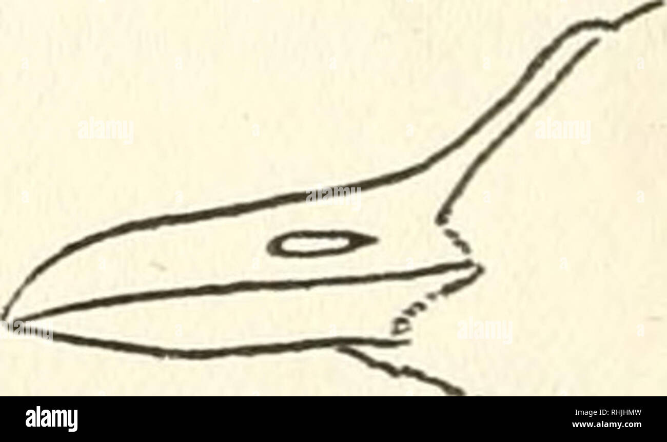 . Birds of eastern Canada. Birds -- Canada. C, Tarsus much flattened ...