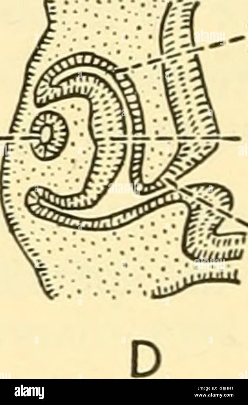 . Biology of the vertebrates : a comparative study of man and his ...