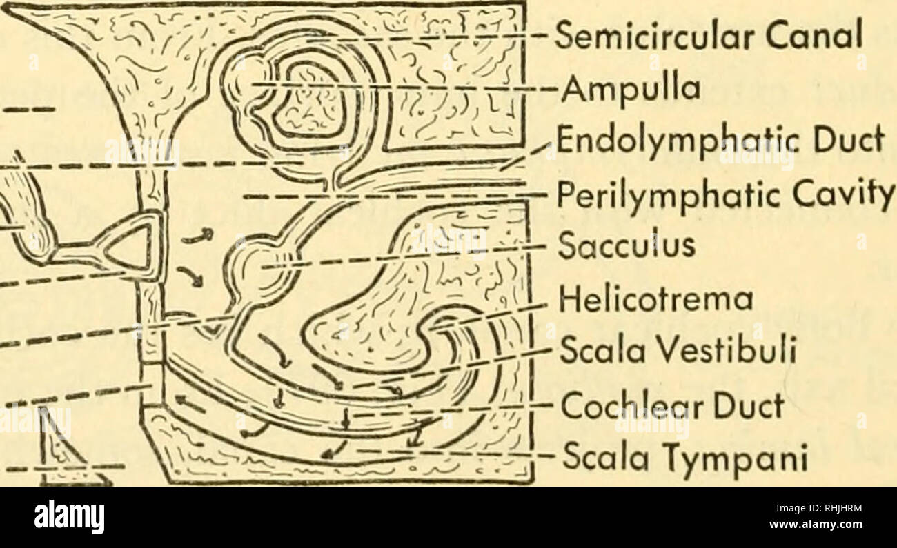 Cochlear duct hi-res stock photography and images - Alamy