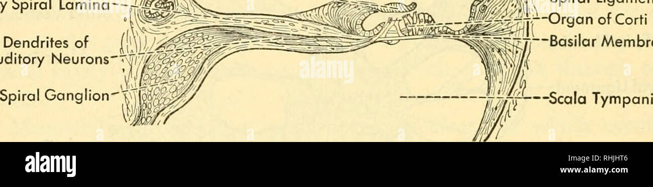 . Biology of the vertebrates : a comparative study of man and his ...