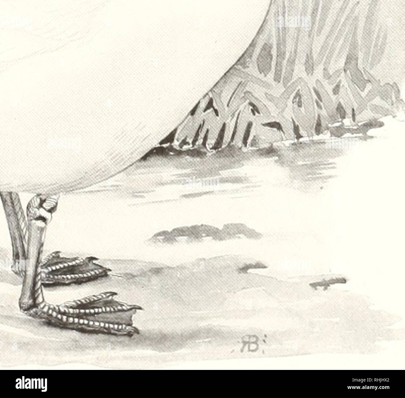 . Birds of America;. Birds -- North America. GEESE 00 SNOW GOOSE Chen ...