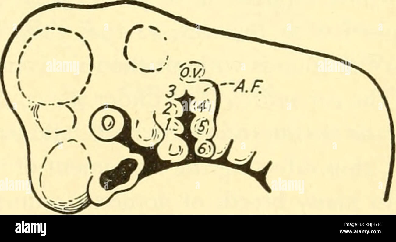 . Biology of the vertebrates : a comparative study of man and his ...