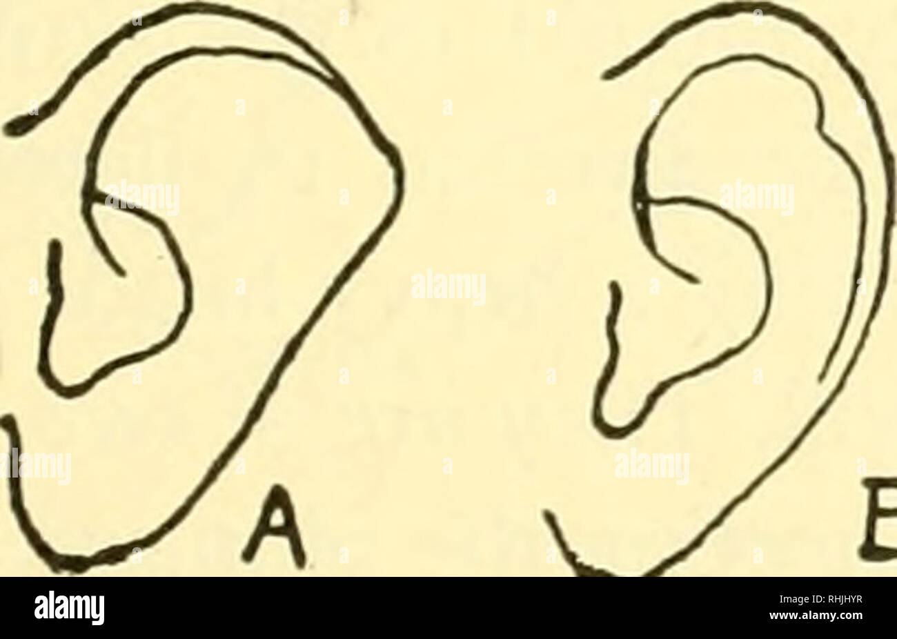 . Biology of the vertebrates : a comparative study of man and his ...