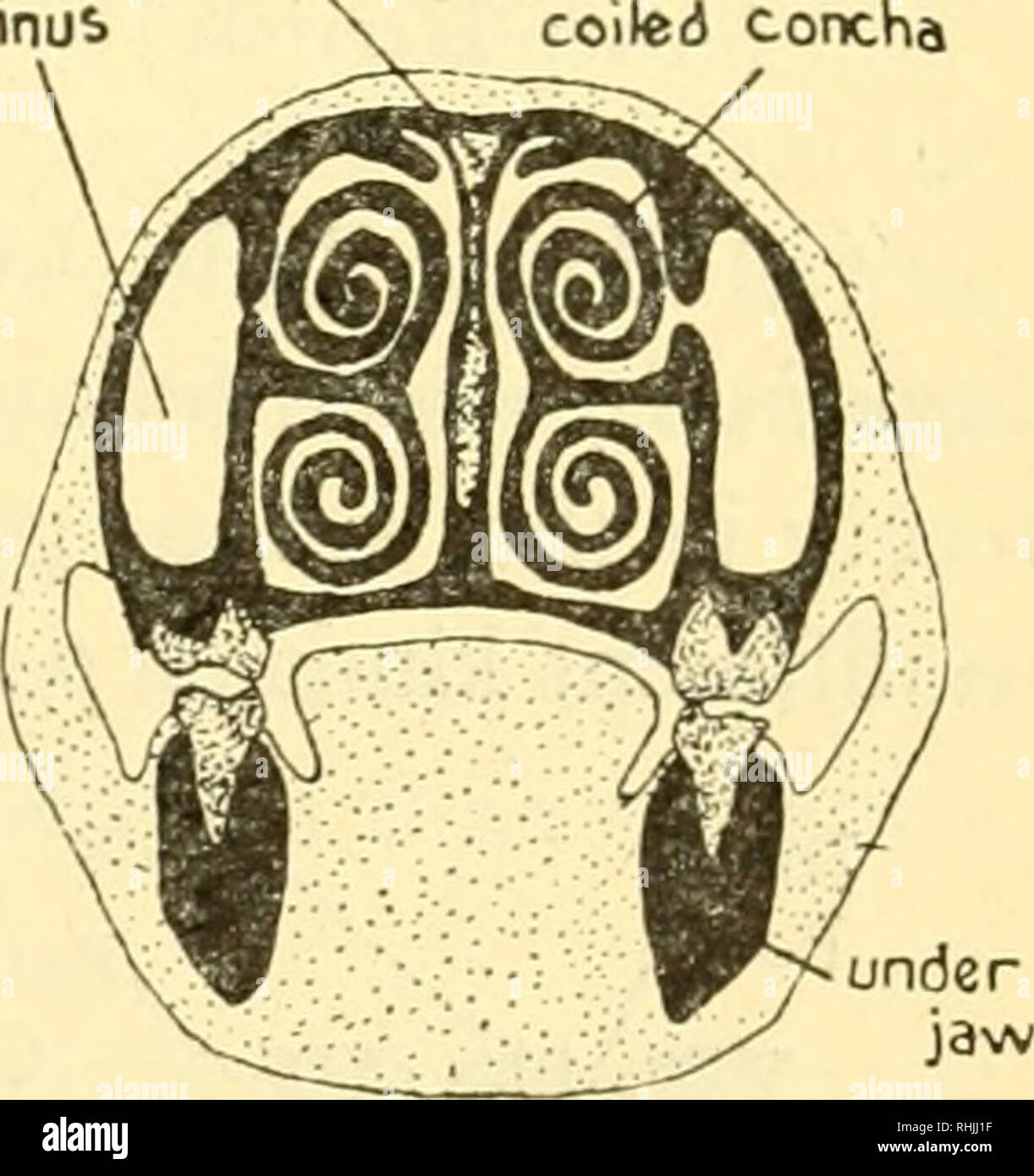 . Biology of the vertebrates : a comparative study of man and his ...