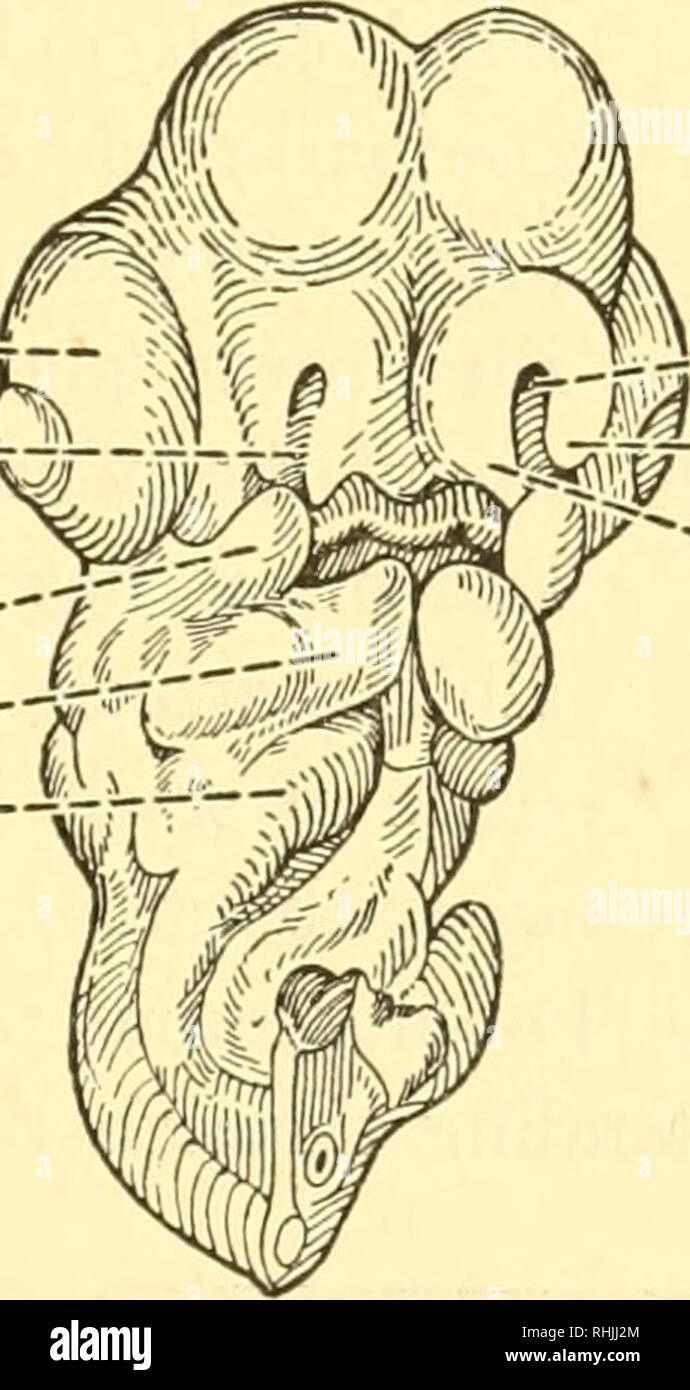 . Biology of the vertebrates : a comparative study of man and his ...