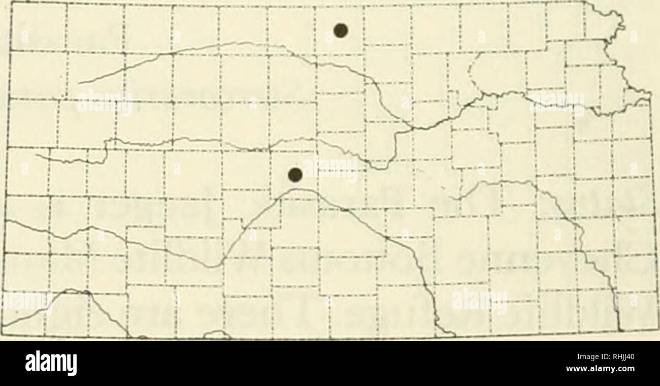 . Birds in Kansas. Birds -- Kansas Identification. An adult Long-tailed ...