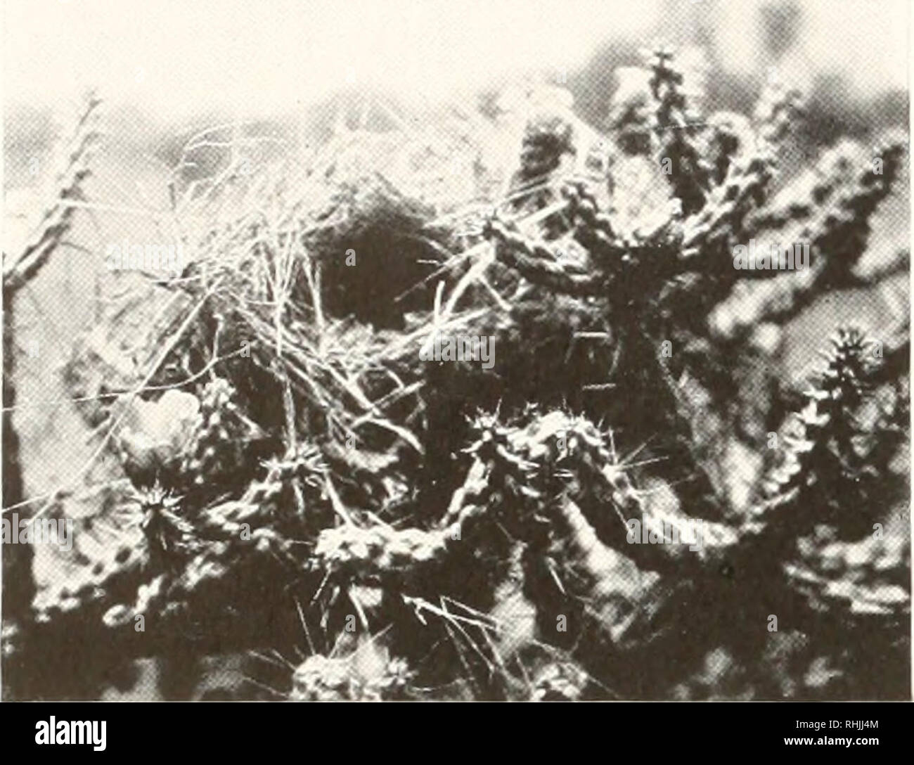 Cactus wren nest hi-res stock photography and images - Alamy