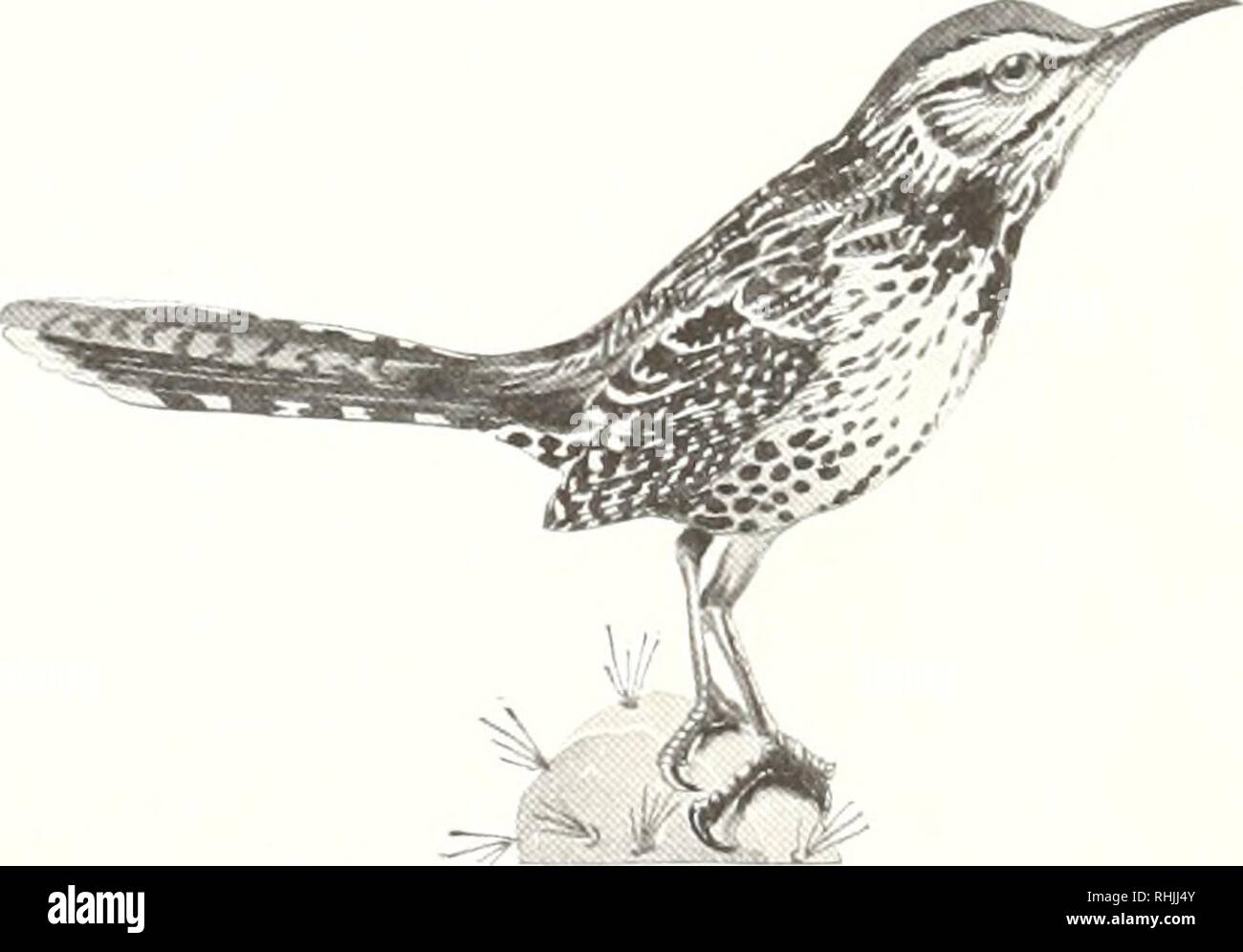 White wing bars bar hi-res stock photography and images - Alamy