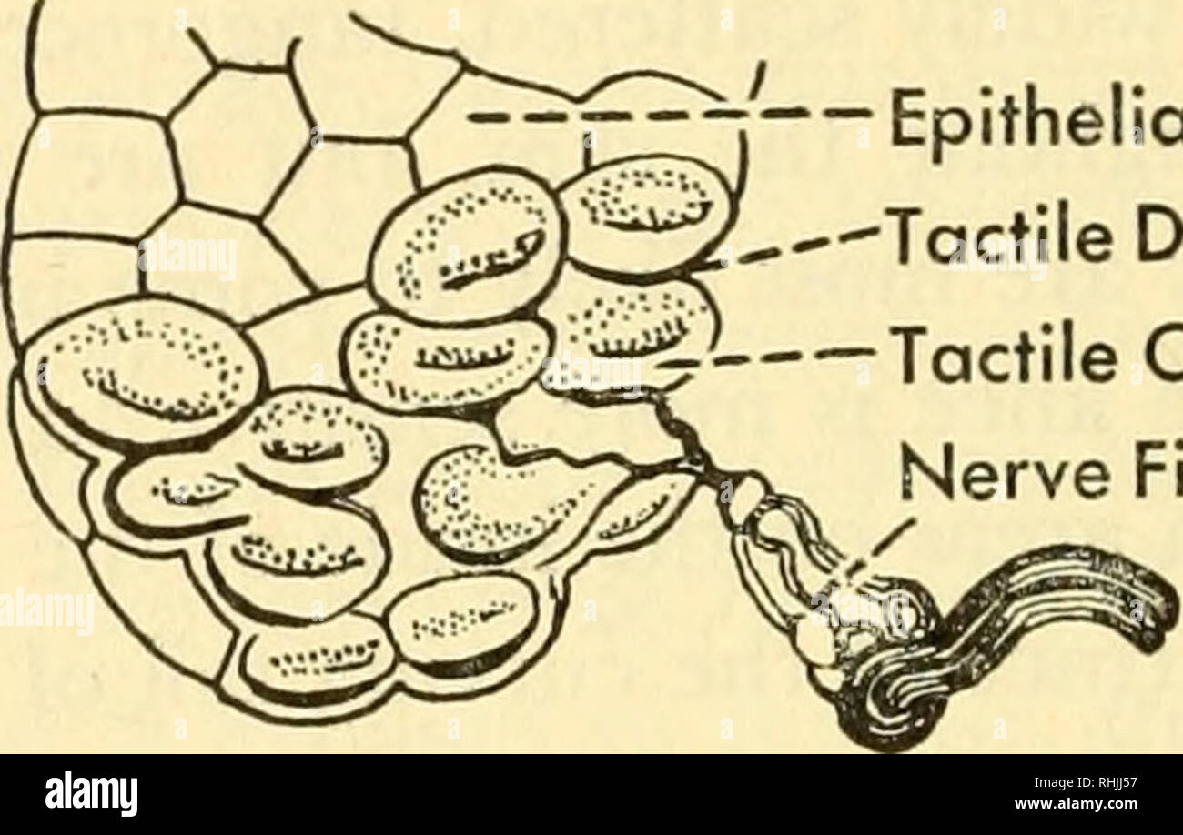 . Biology of the vertebrates : a comparative study of man and his ...