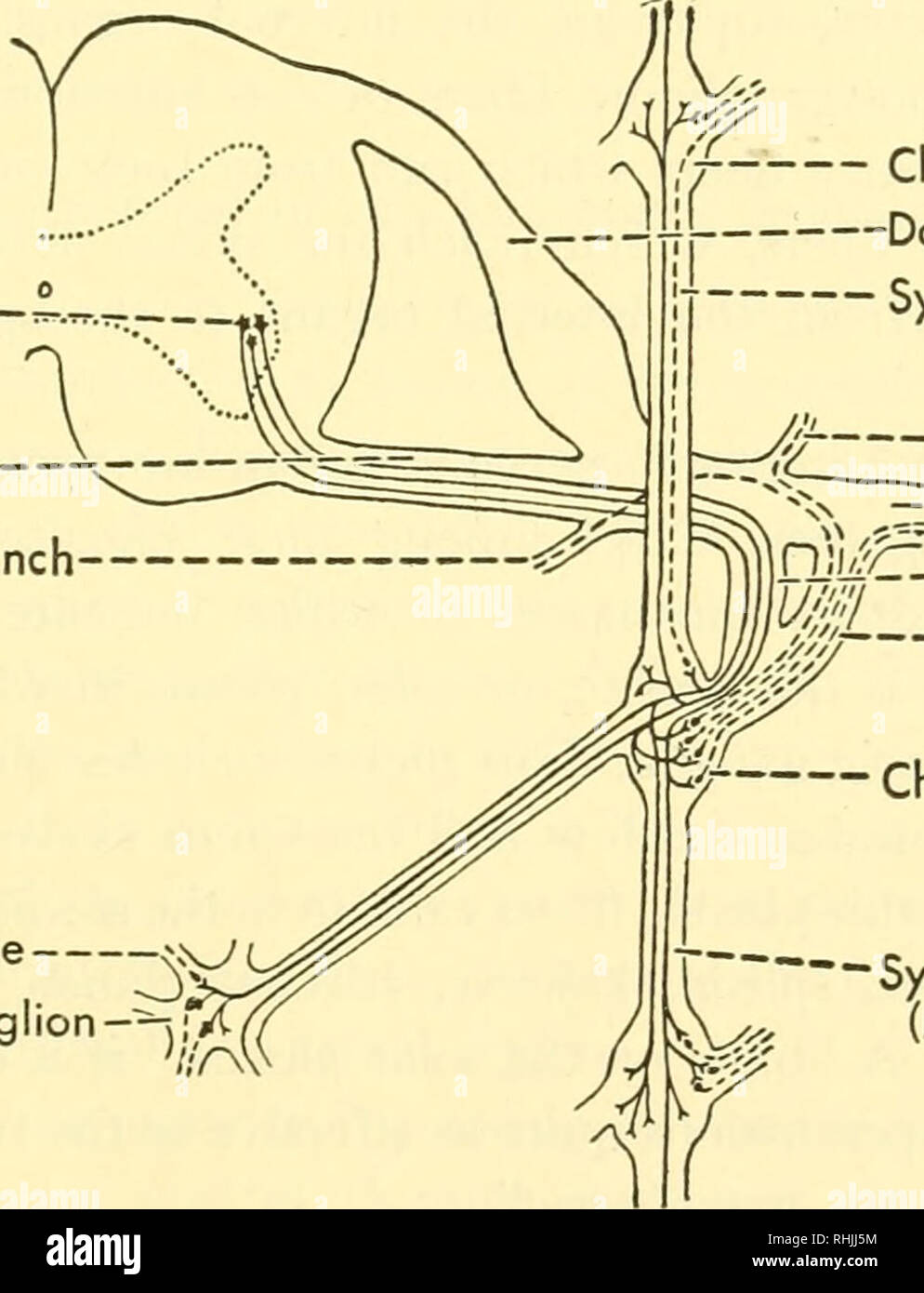 Gray Ramus Communicans