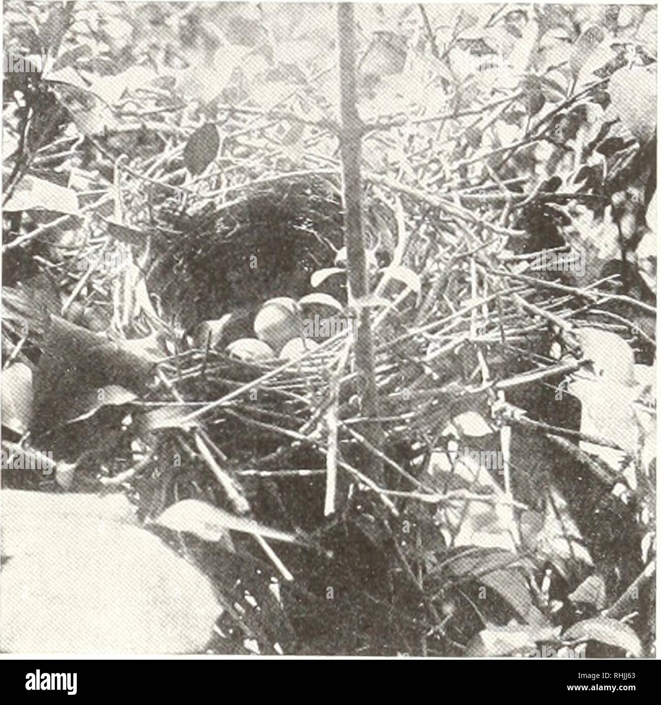 Mimic other birds hi-res stock photography and images - Alamy