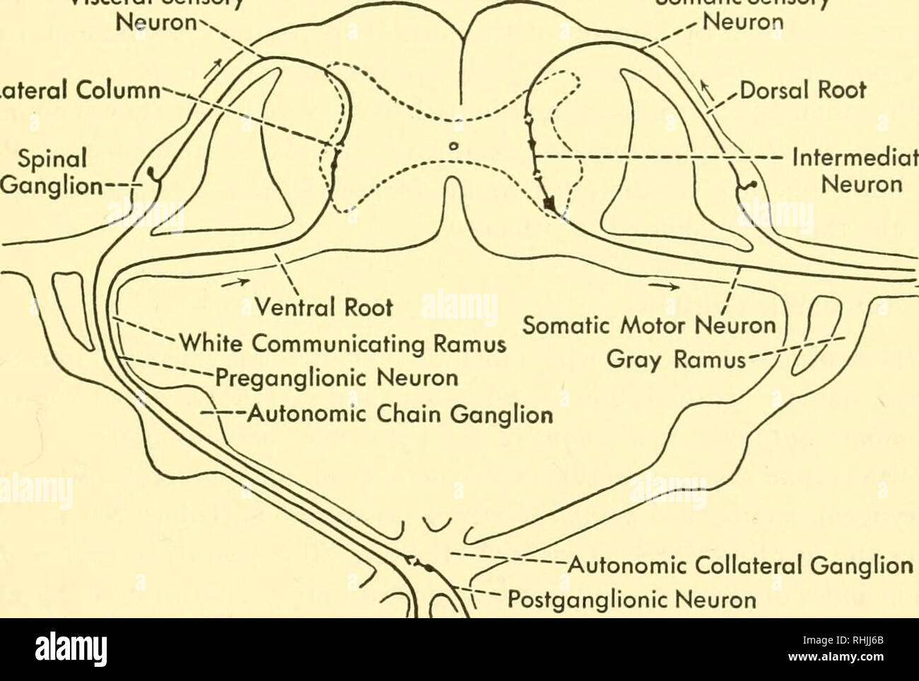 . Biology of the vertebrates : a comparative study of man and his ...