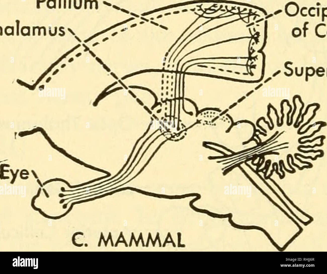 Reptile Digestive System