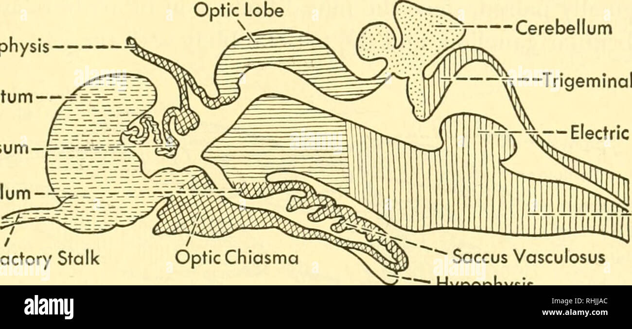 . Biology of the vertebrates : a comparative study of man and his ...