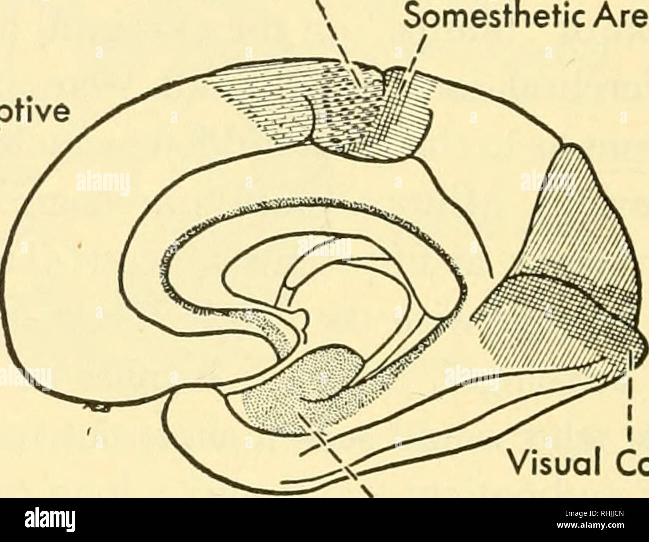 . Biology of the vertebrates : a comparative study of man and his ...