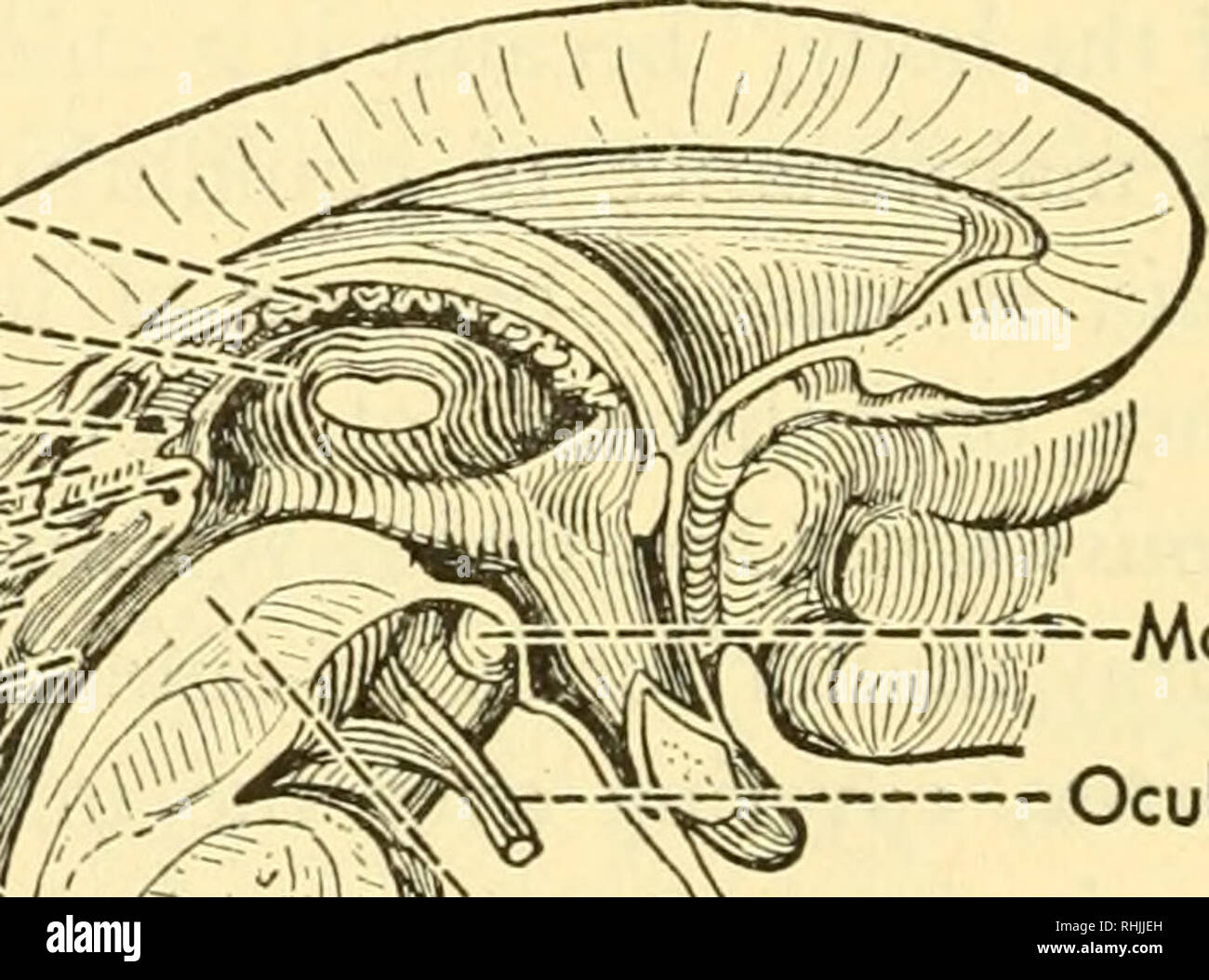 Mammillary body hi-res stock photography and images - Alamy