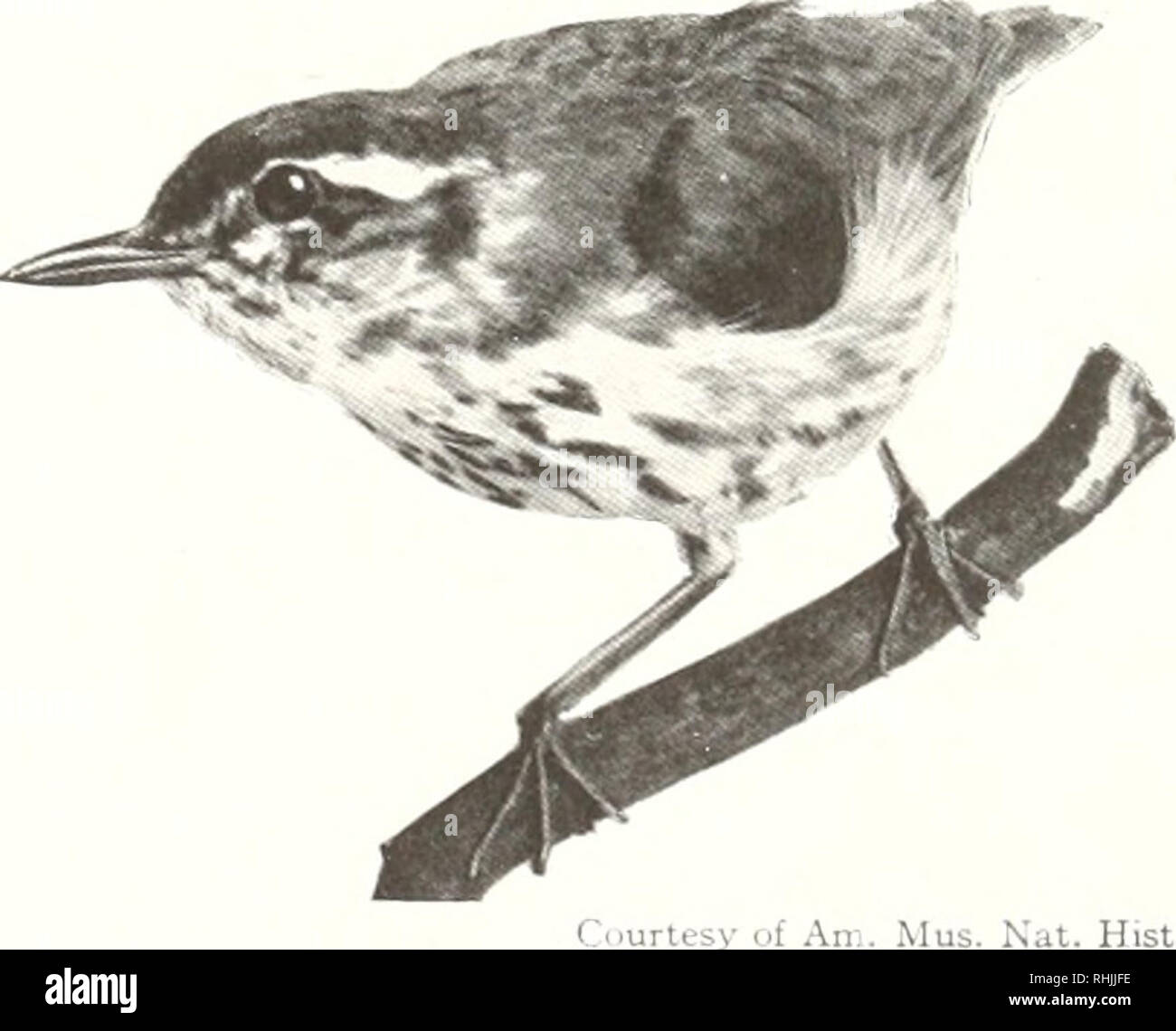 Identify song thrush hi-res stock photography and images - Alamy
