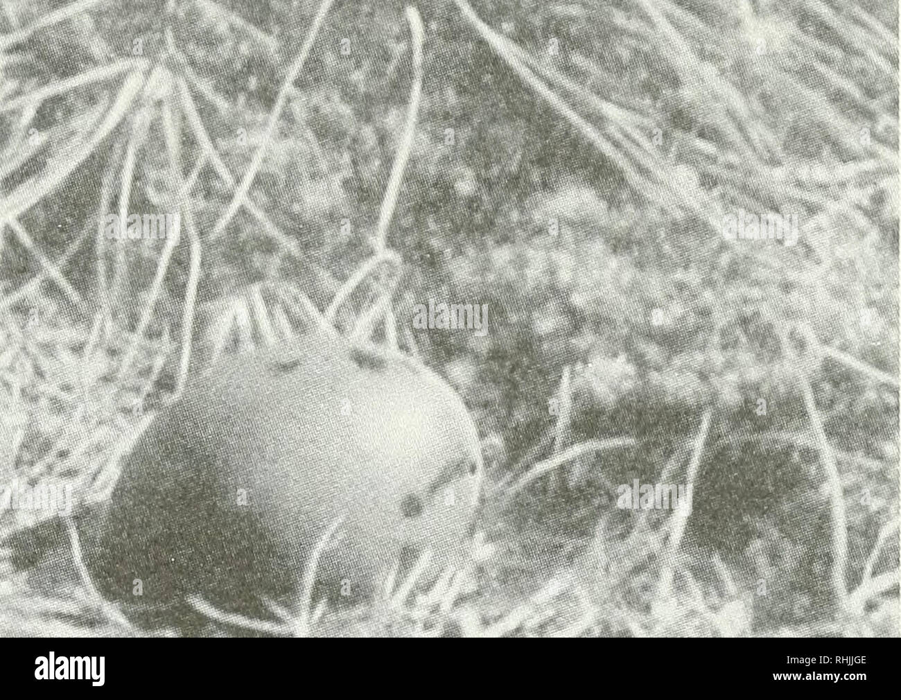 Amguema river hi-res stock photography and images - Alamy