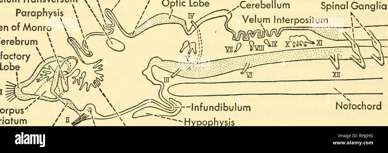 . Biology of the vertebrates : a comparative study of man and his ...
