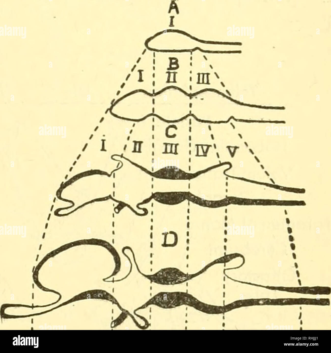 Brain to body weight ratio hi-res stock photography and images - Alamy