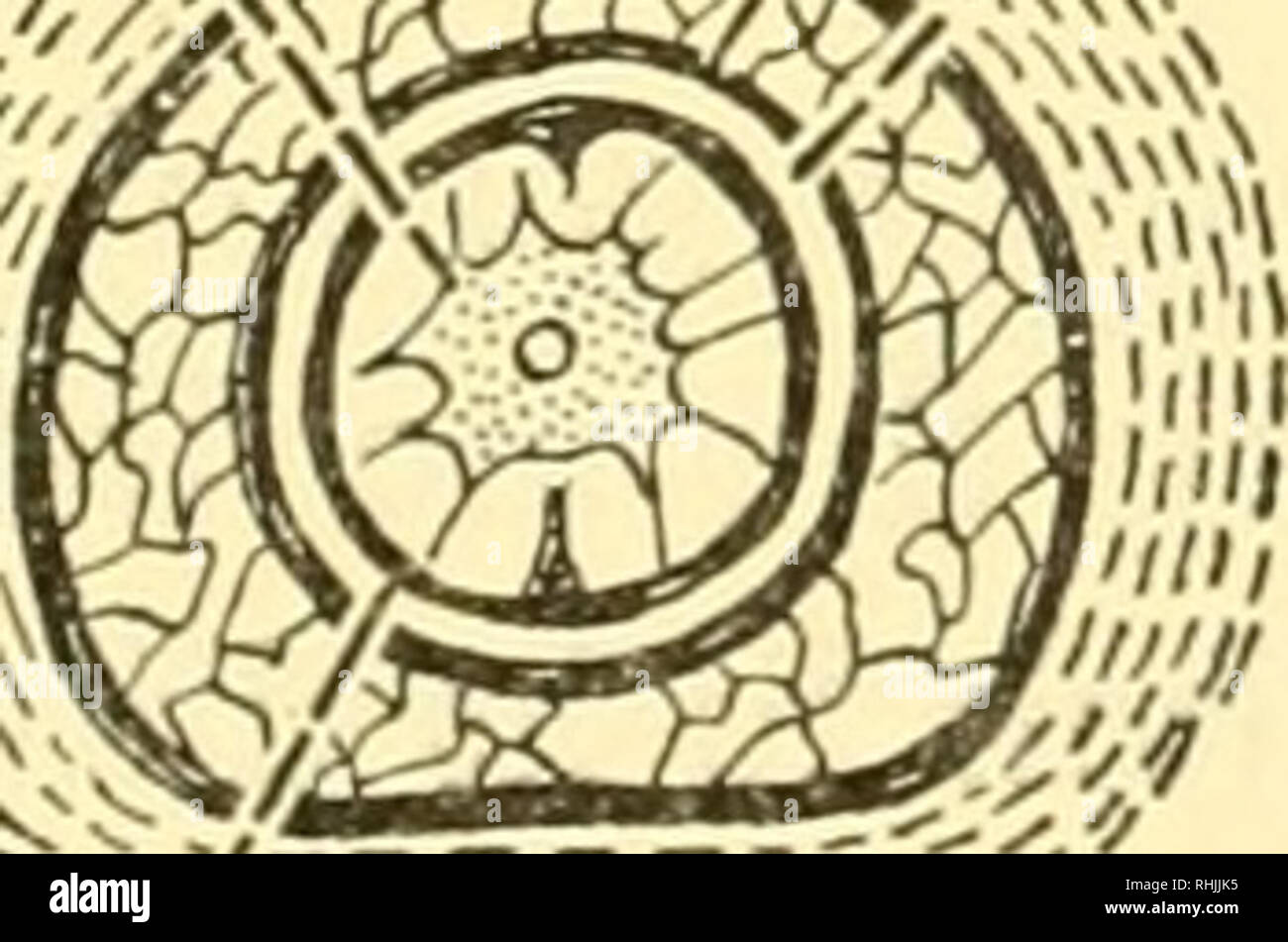 Meninges subarachnoid space hi-res stock photography and images - Alamy