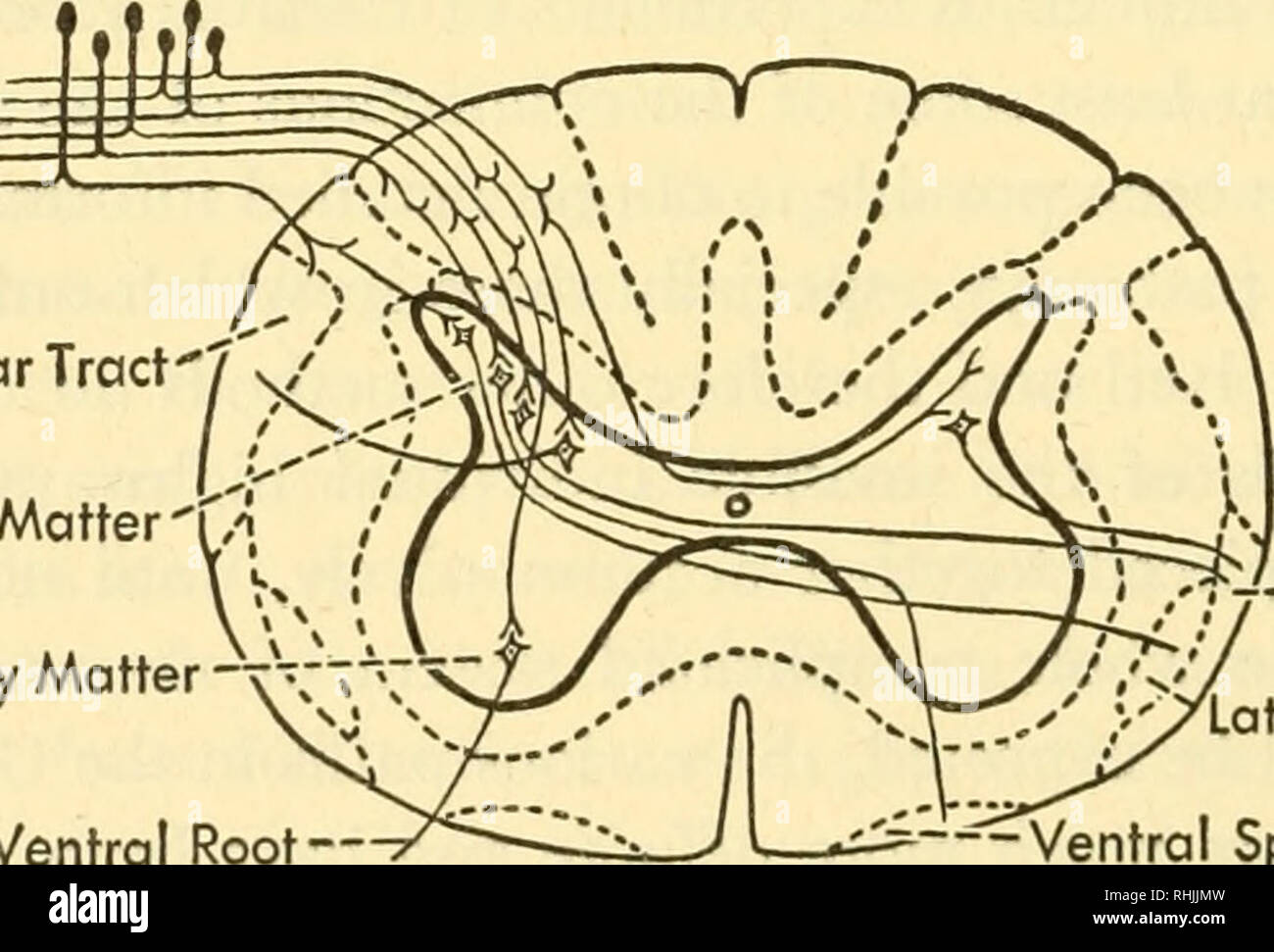 . Biology of the vertebrates : a comparative study of man and his ...