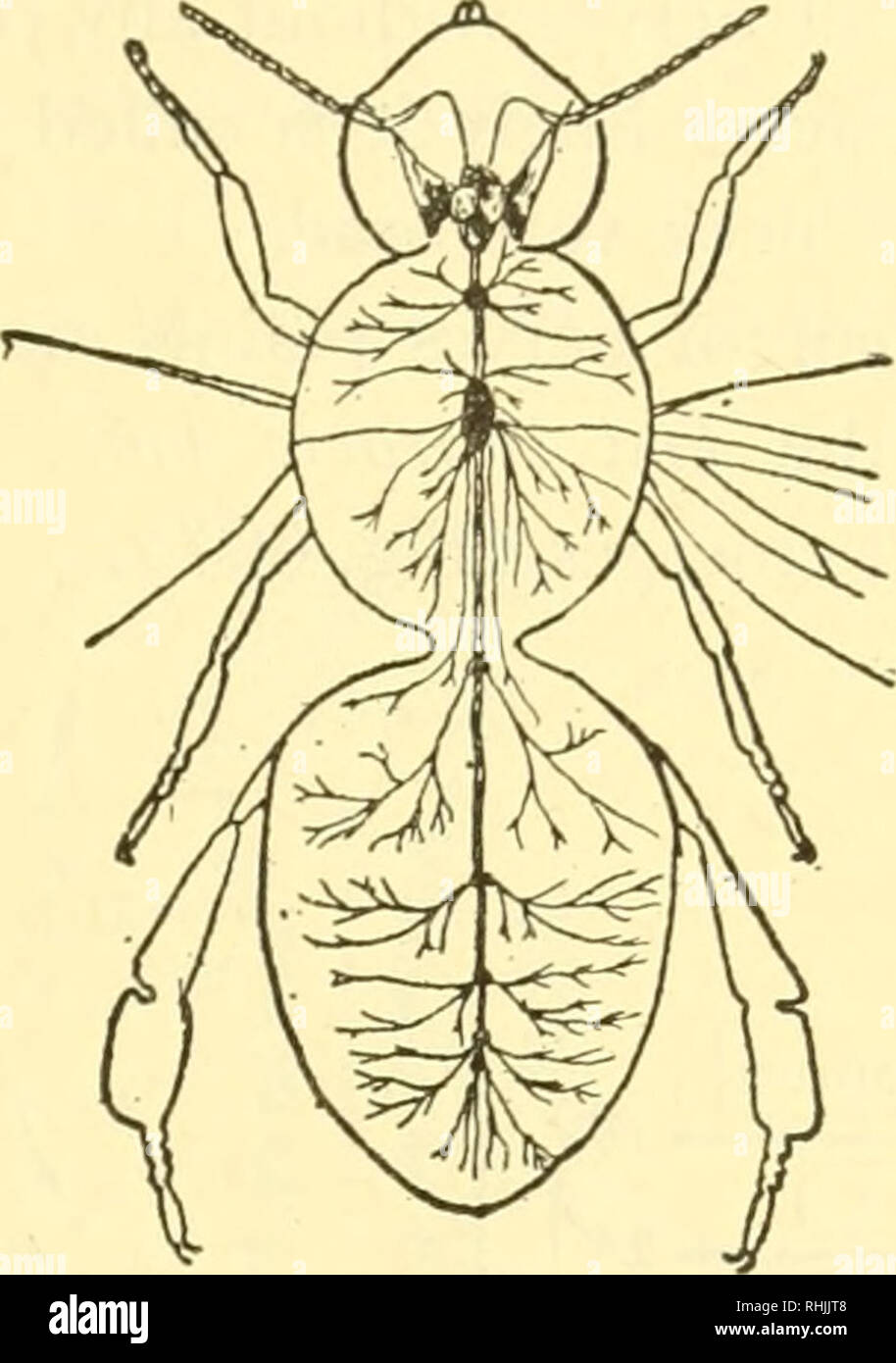 Nervous system of a monkey hi-res stock photography and images - Alamy