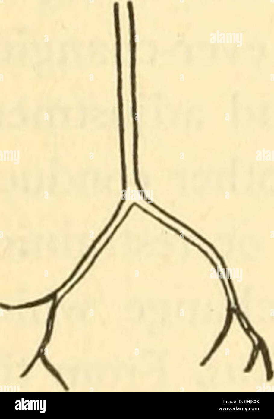 Axon collateral hi-res stock photography and images - Alamy