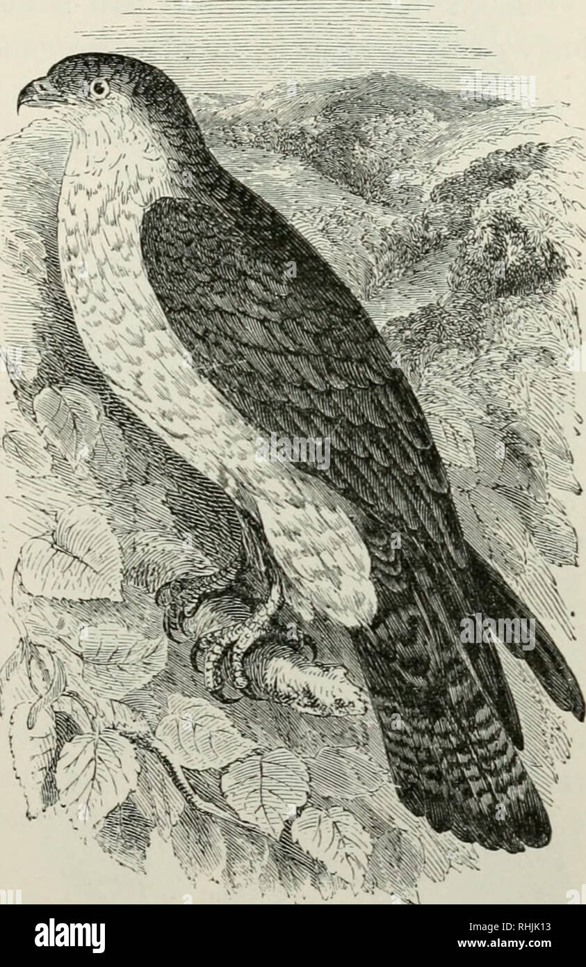 Cere is light grey hi-res stock photography and images - Alamy