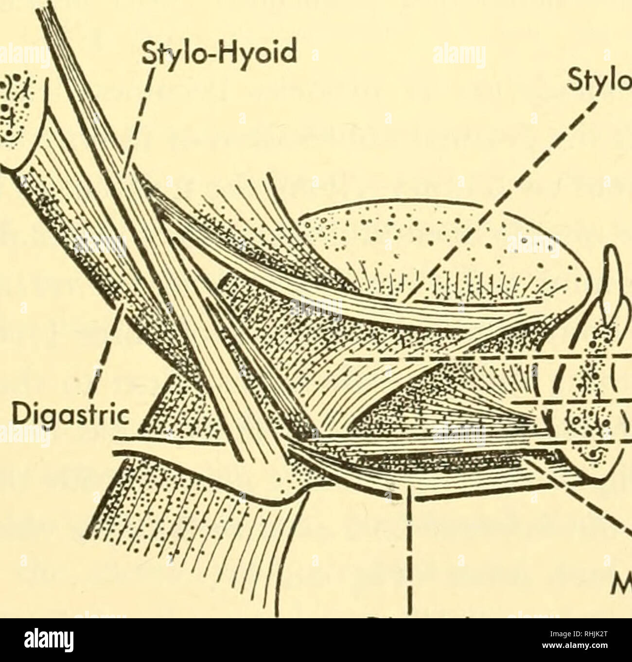. Biology of the vertebrates : a comparative study of man and his ...