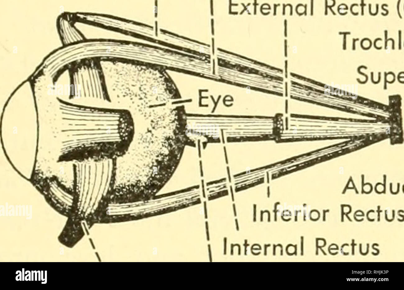 . Biology of the vertebrates : a comparative study of man and his ...