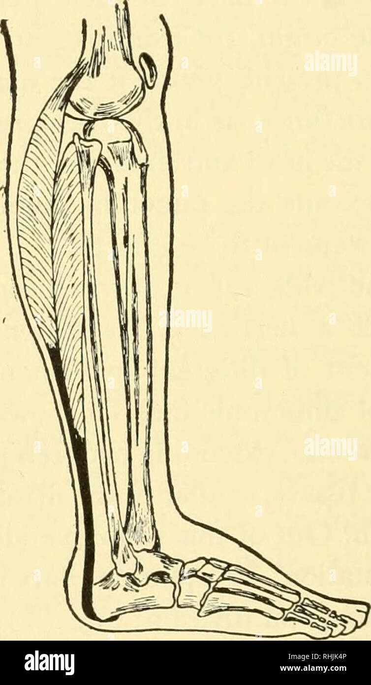 . Biology of the vertebrates : a comparative study of man and his ...