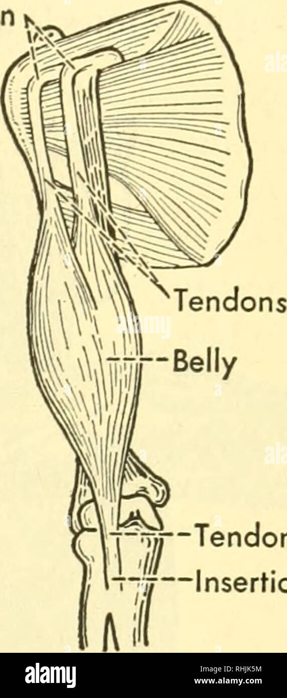 . Biology of the vertebrates : a comparative study of man and his ...