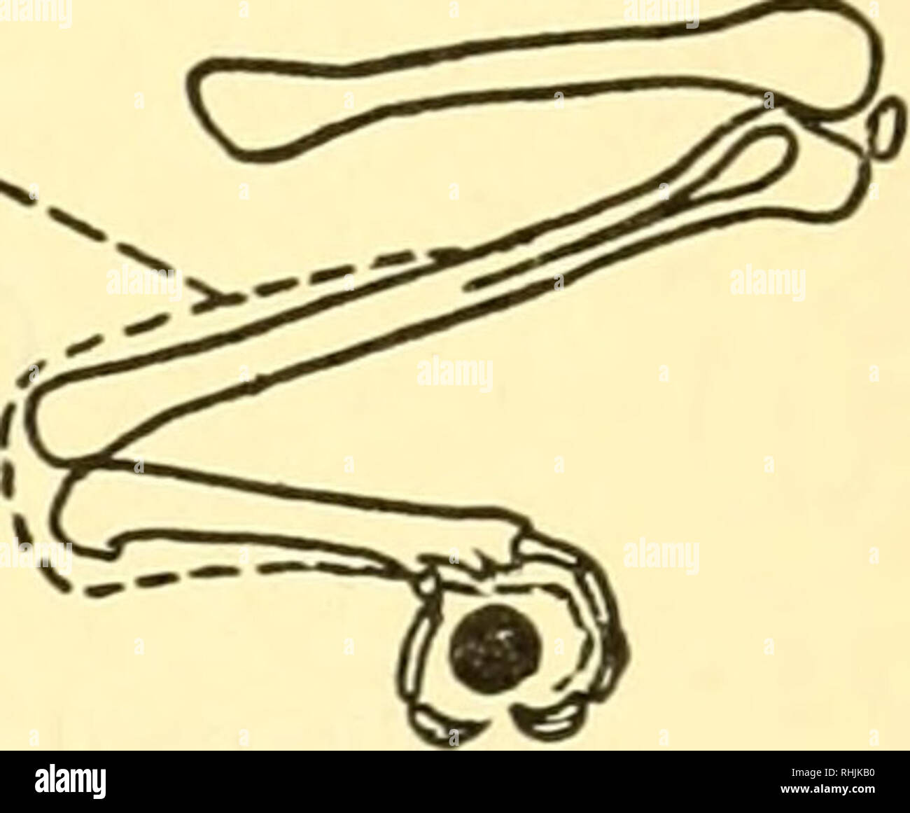 . Biology of the vertebrates : a comparative study of man and his ...