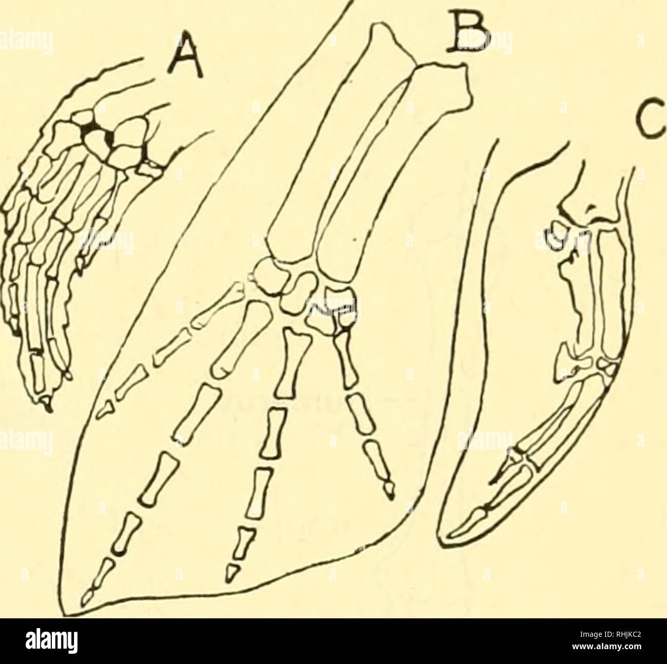 . Biology of the vertebrates : a comparative study of man and his ...