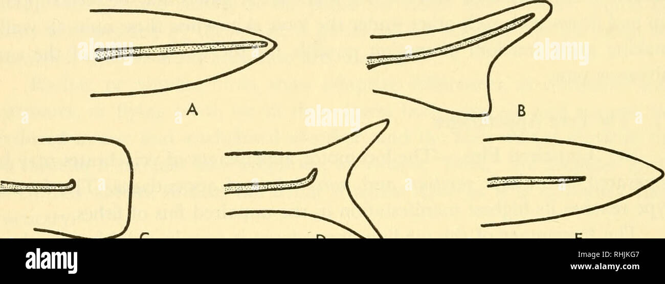 . Biology of the vertebrates : a comparative study of man and his ...