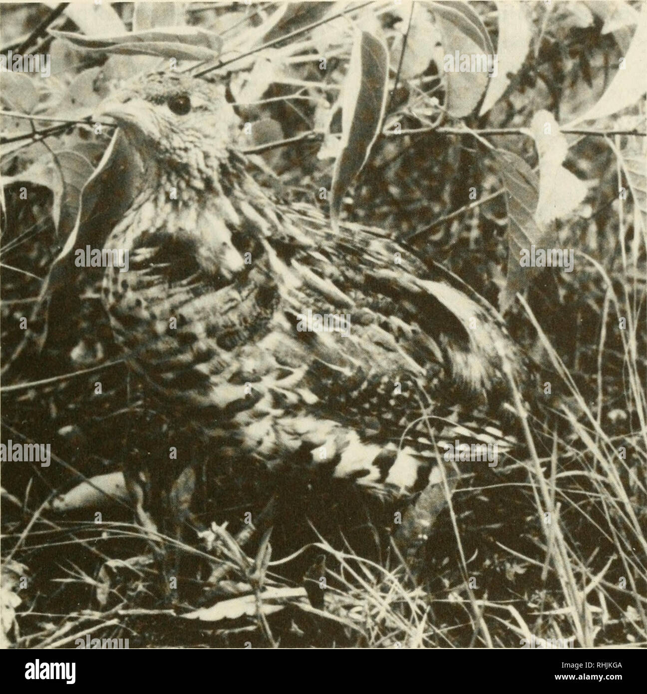 . Birds in Kansas. Birds -- Kansas Identification. An adult Ruffed ...