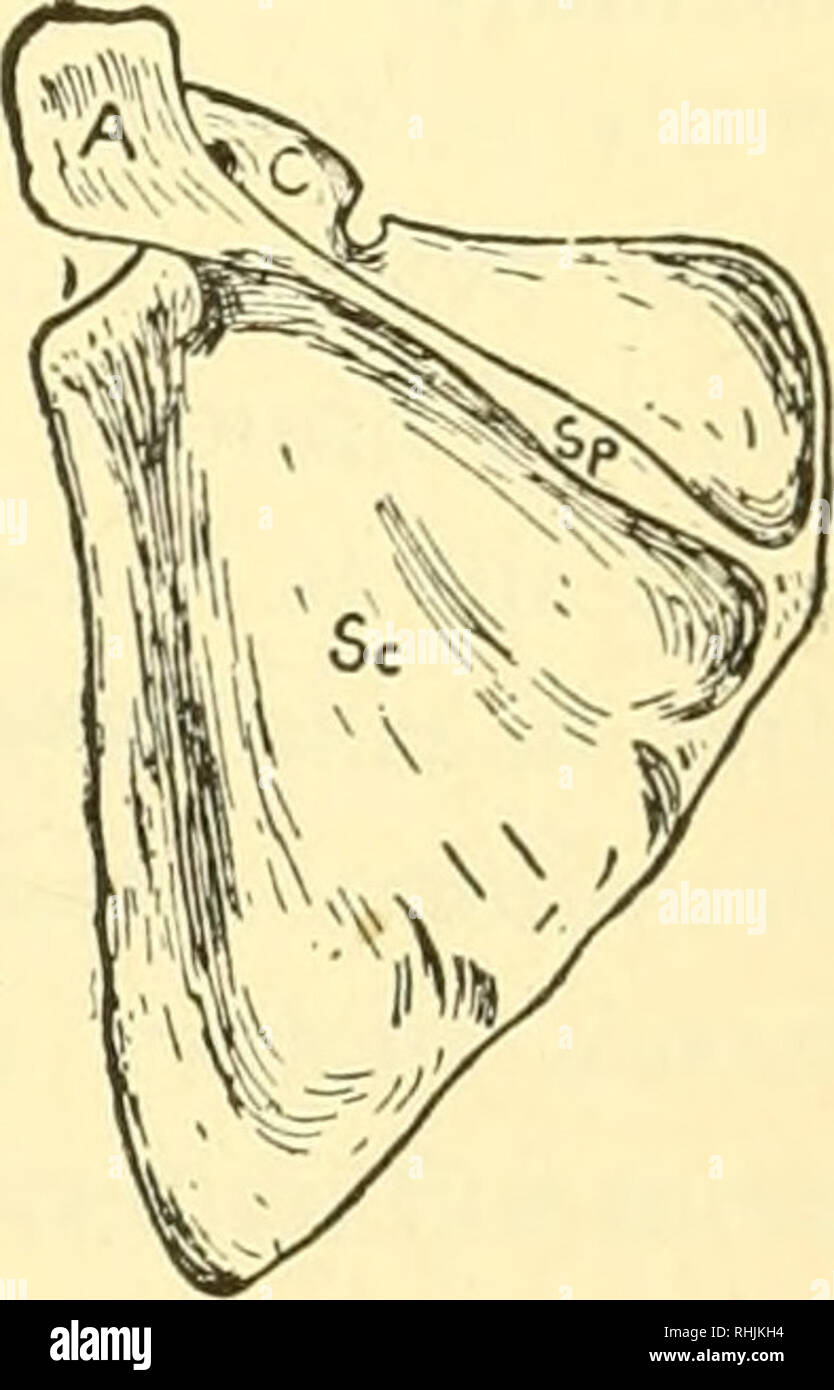 . Biology of the vertebrates : a comparative study of man and his ...