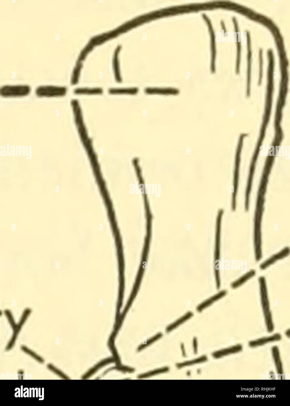 . Biology of the vertebrates : a comparative study of man and his ...