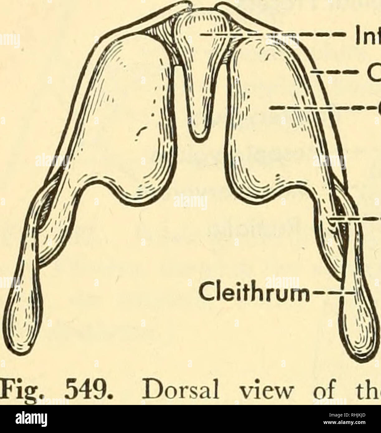 . Biology of the vertebrates : a comparative study of man and his ...
