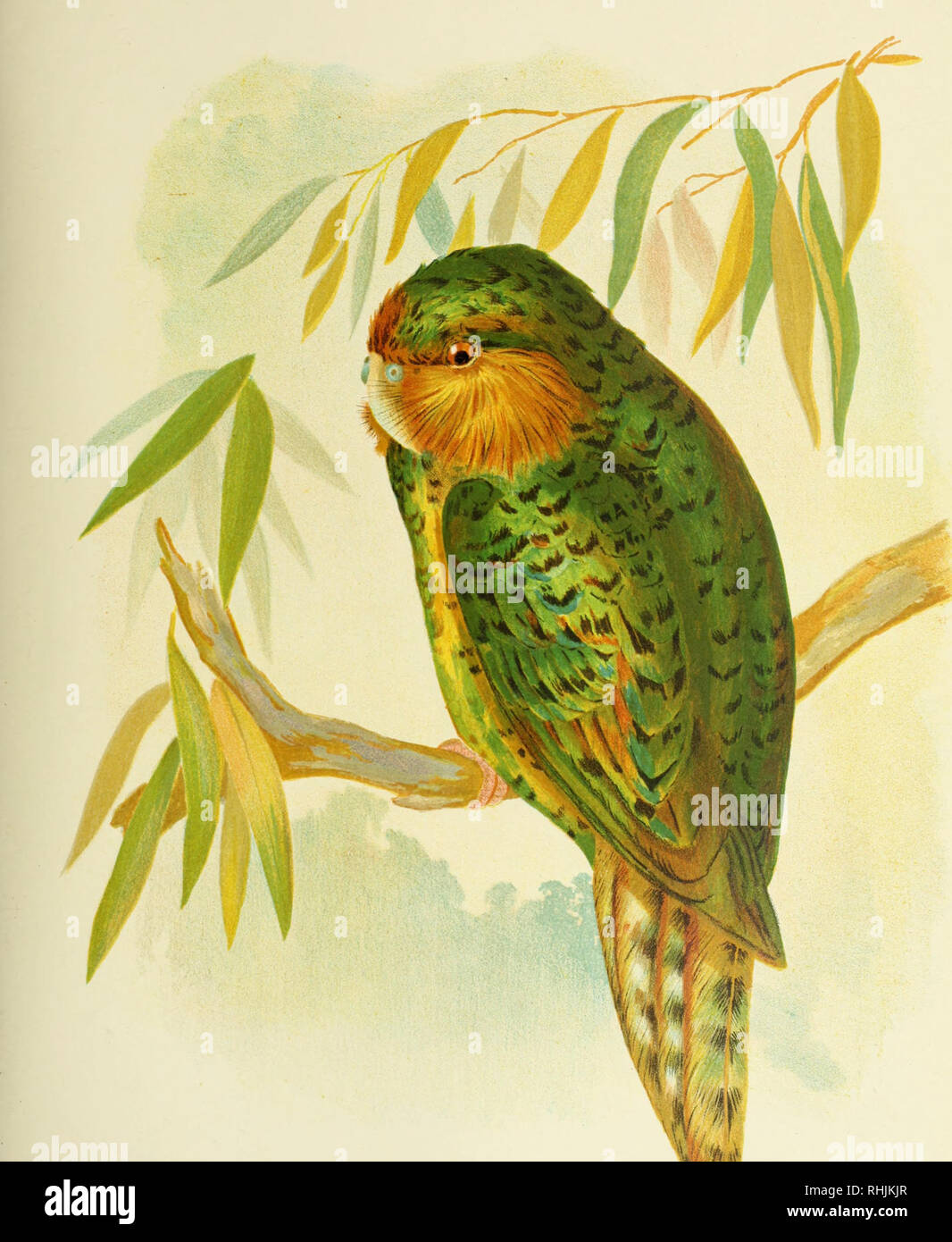 Strigops habroptilus kakapo hi-res stock photography and images - Alamy