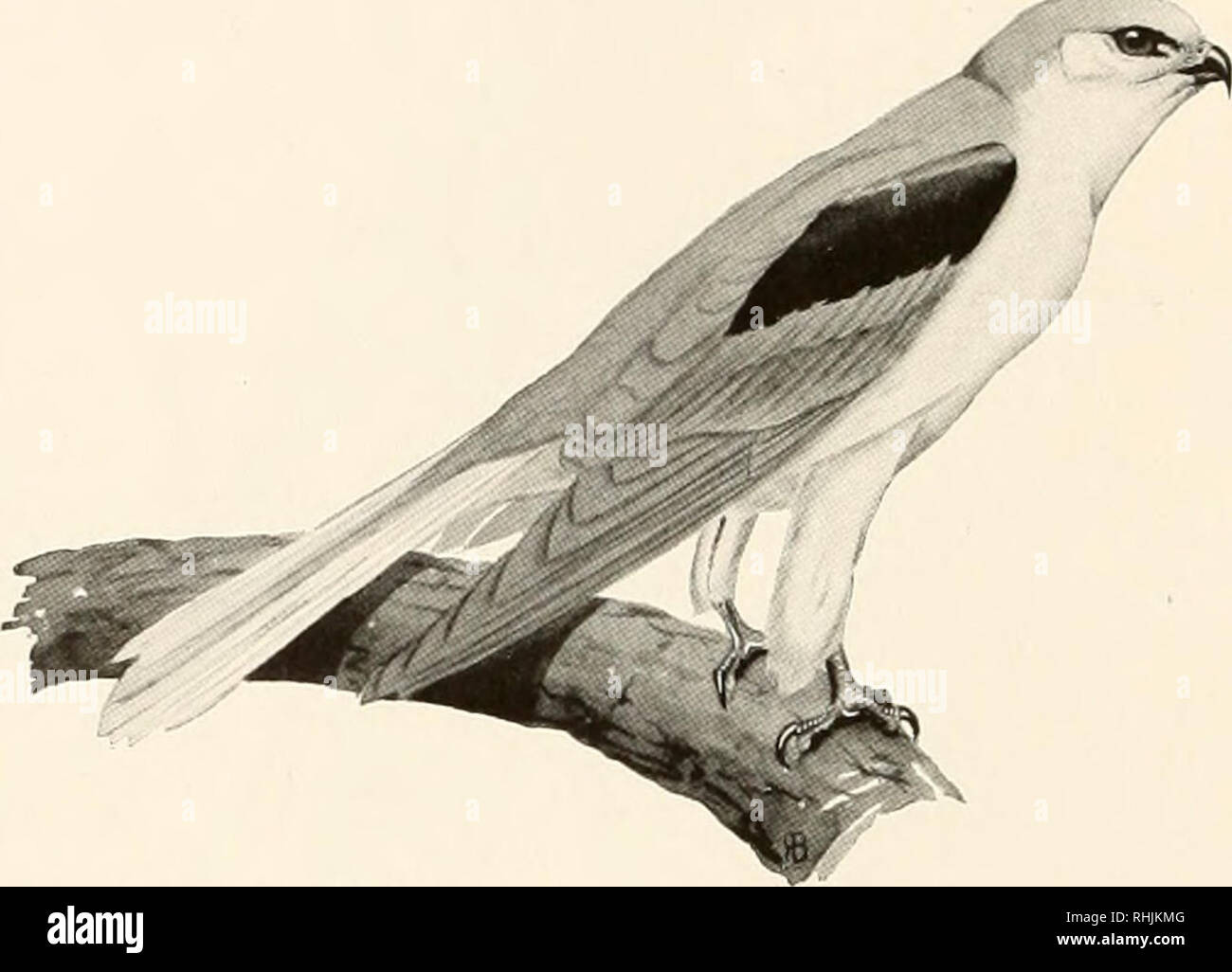 . Birds of America;. Birds -- North America. 62 BIRDS OF AMERICA two ...