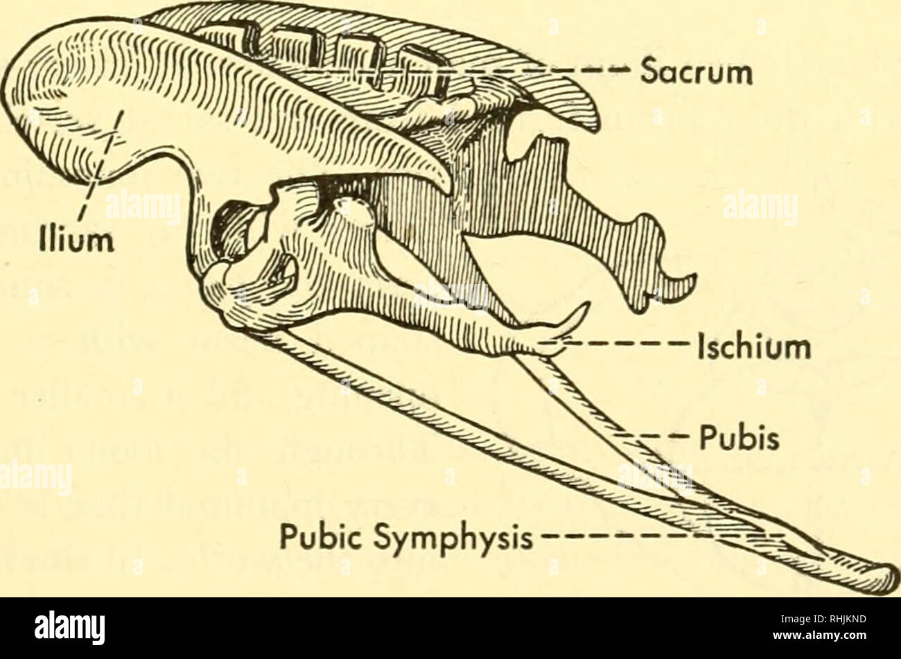 . Biology of the vertebrates : a comparative study of man and his ...